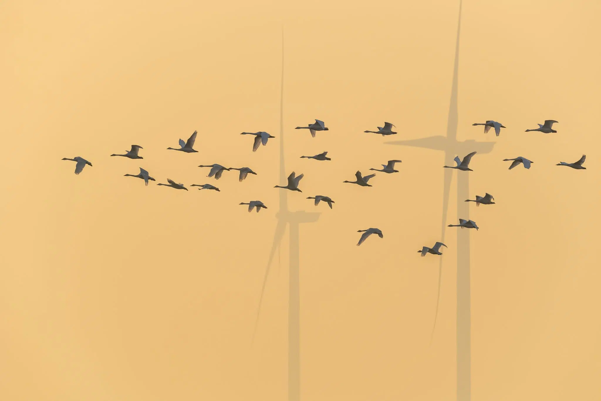 Mystery solved – Why some wind turbines stand still Mystery solved – Why some wind turbines stand still